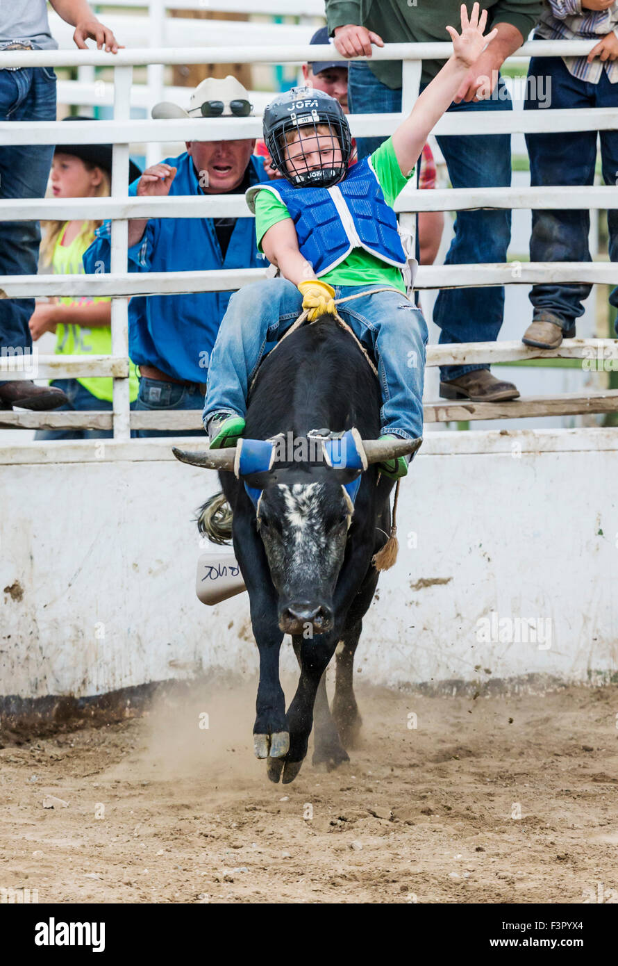 Young cowboy falling from a small steer in the Junior Steer Riding ...