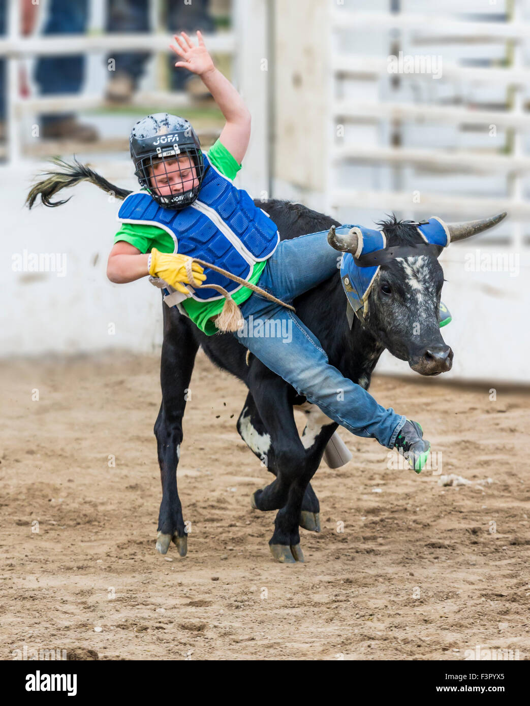 Young cowboy falling from a small steer in the Junior Steer Riding ...