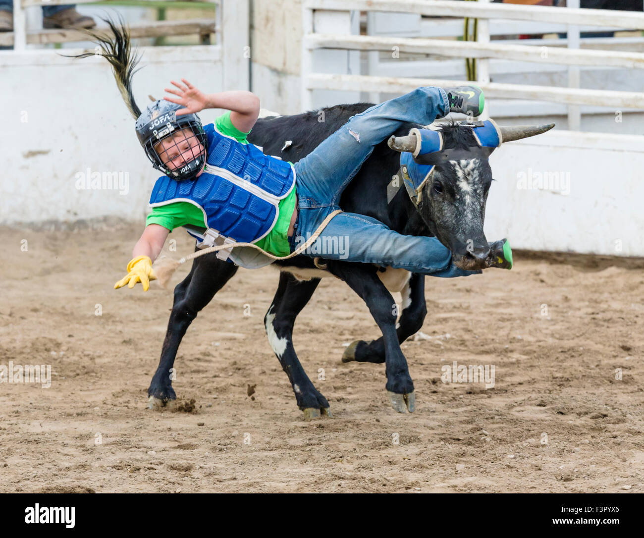 Young cowboy falling from a small steer in the Junior Steer Riding ...