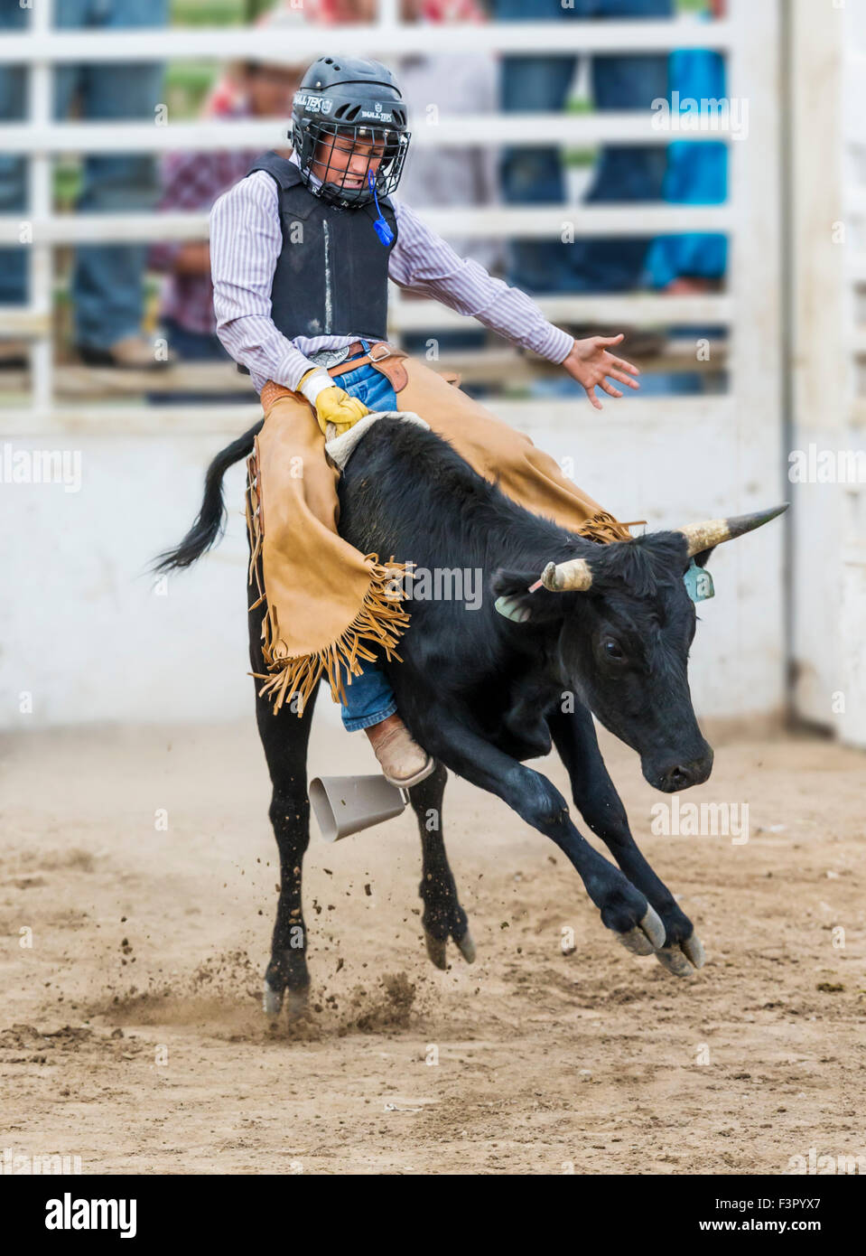 Young cowboy falling from a small steer in the Junior Steer Riding ...