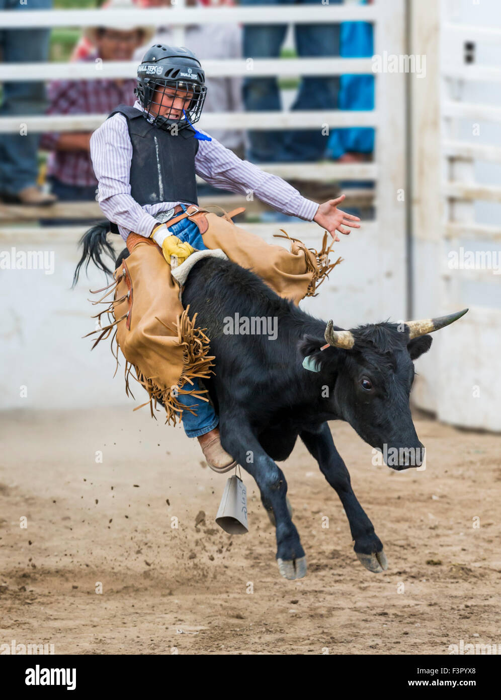 Young cowboy falling from a small steer in the Junior Steer Riding ...