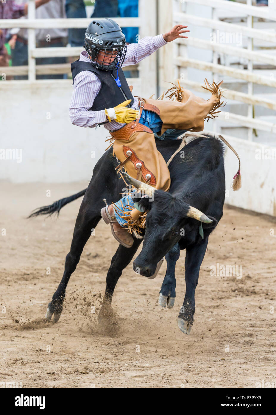 Young cowboy falling from a small steer in the Junior Steer Riding ...
