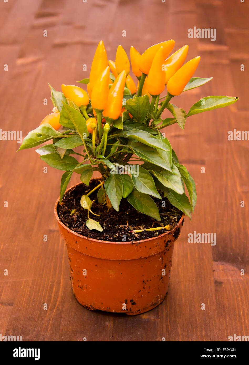 Chilli plant in vase on wooden table Stock Photo - Alamy