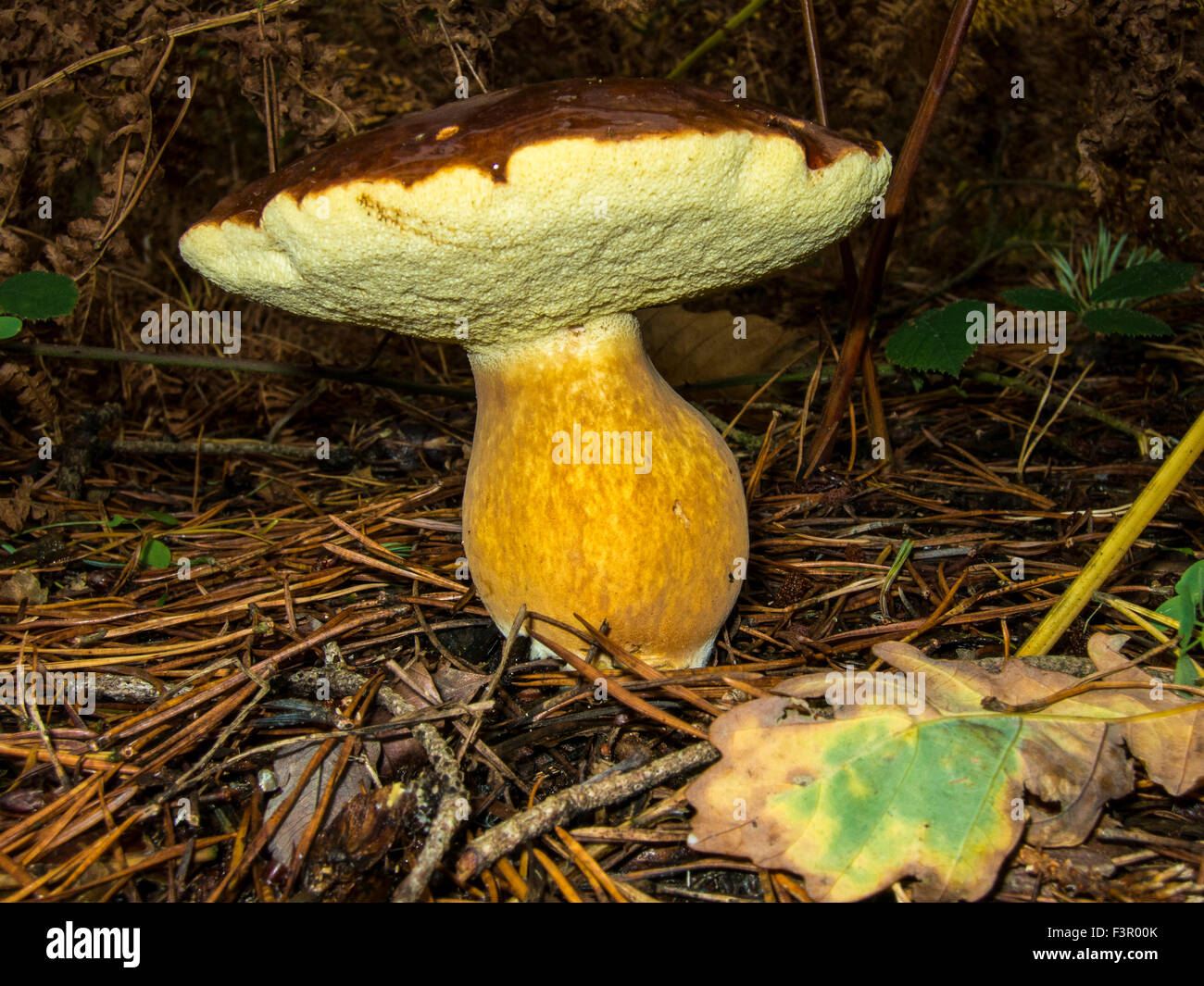 Cold fungus hi-res stock photography and images - Alamy