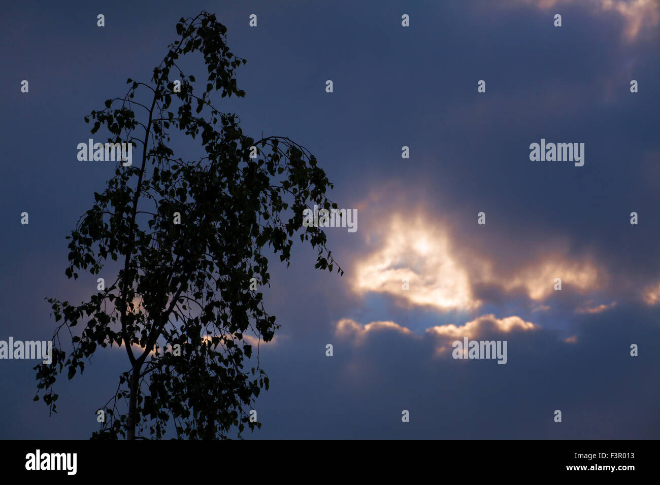 Stormy dark clouds with tree blowing in the wind Stock Photo - Alamy