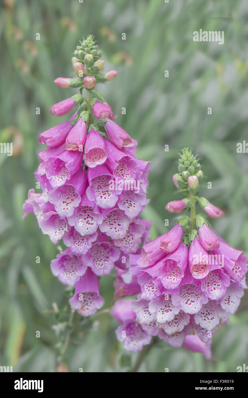 Princess dot hi-res stock photography and images - Alamy