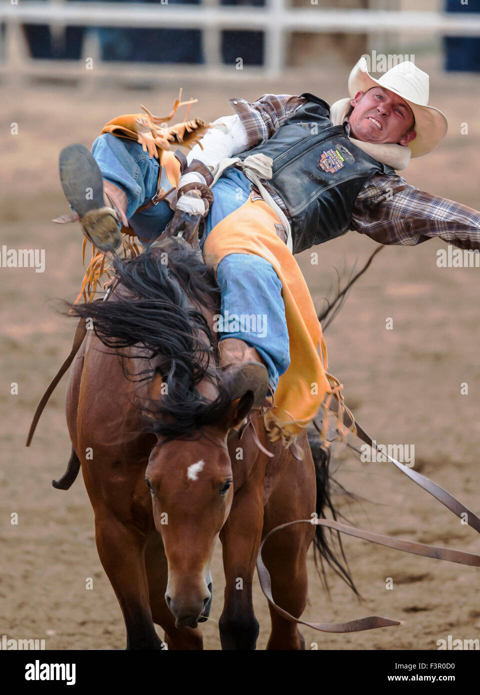 Rodeo cowboy riding a bucking horse, saddle bronc competition, Chaffee ...