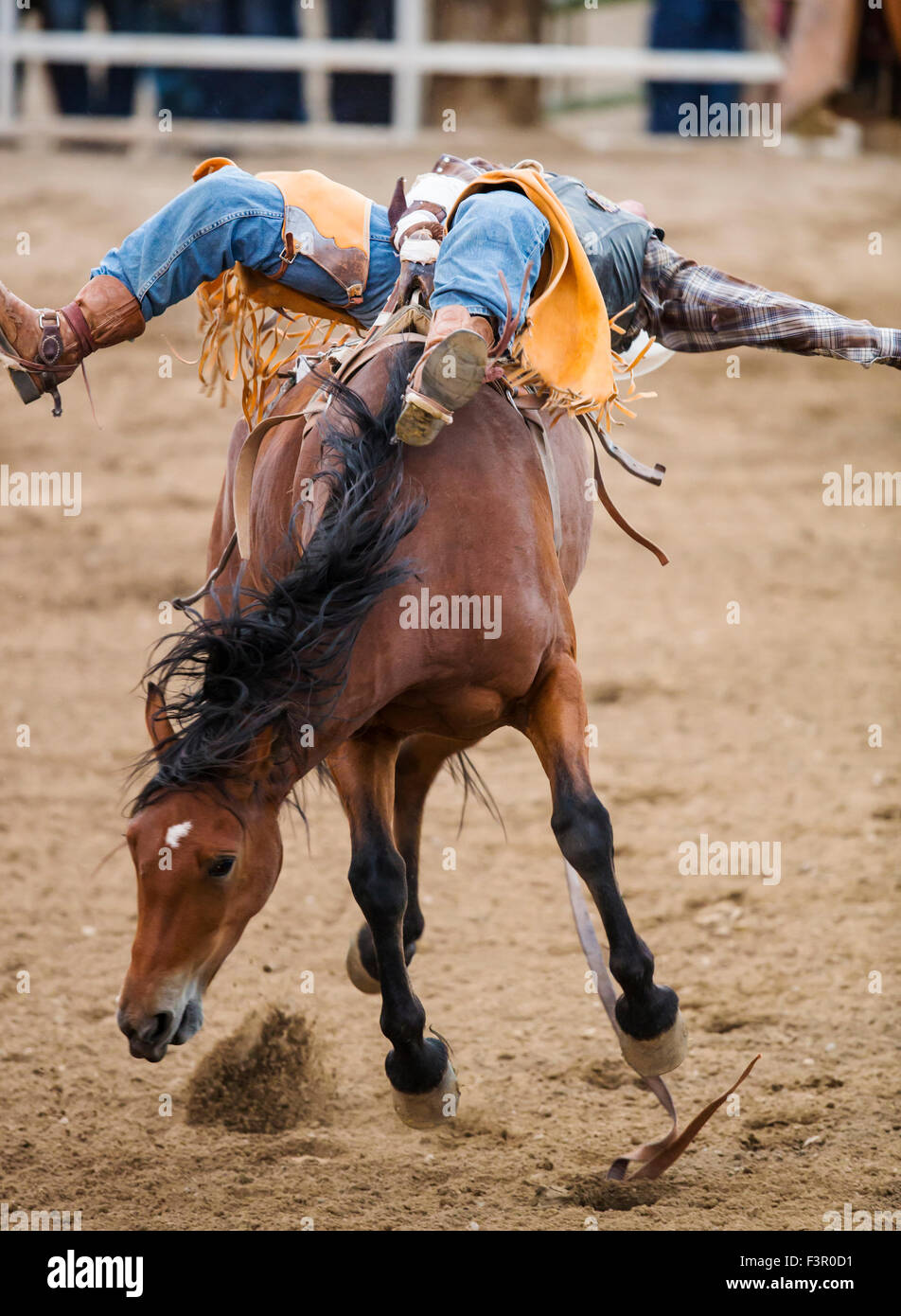 Rodeo cowboy riding a bucking horse, saddle bronc competition, Chaffee ...