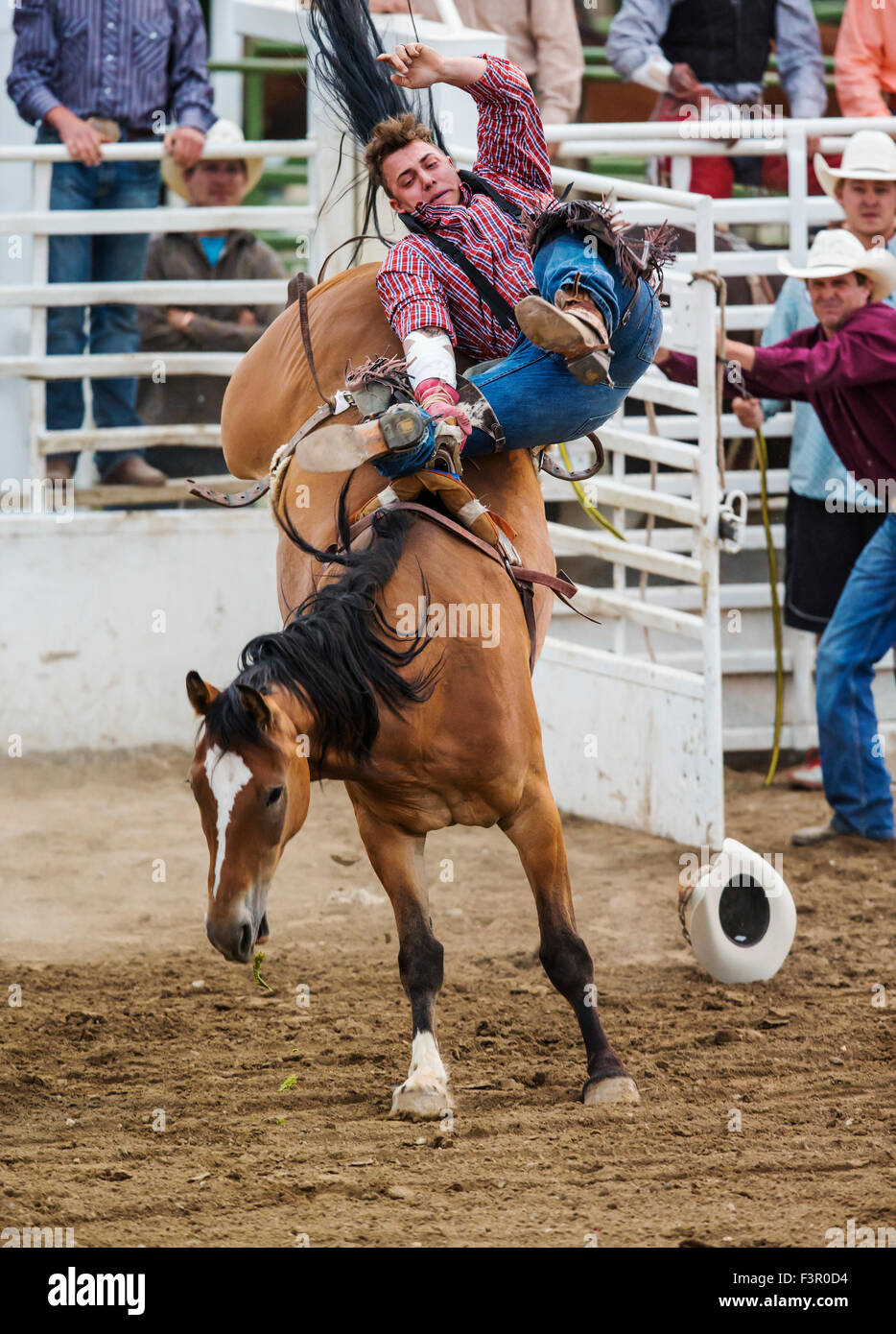 Rodeo cowboy riding a bucking horse, saddle bronc competition, Chaffee ...