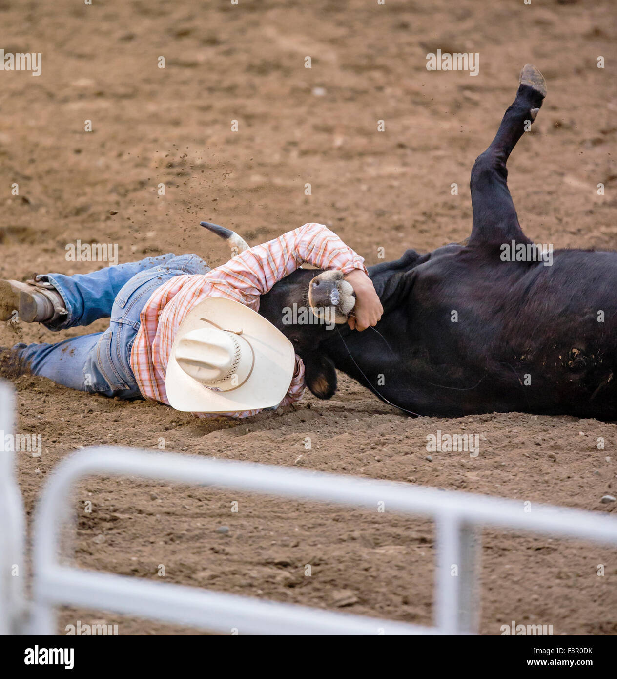 Real cowboys hi-res stock photography and images - Alamy