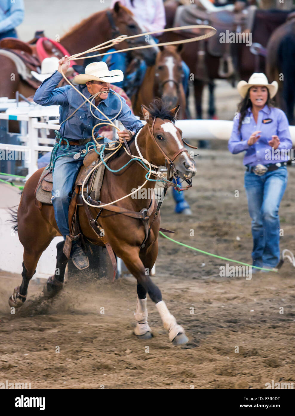 Rodeo cowgirl on horseback competing in calf roping, or tie-down roping ...