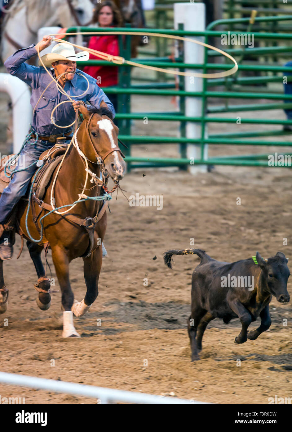 Rodeo cowgirl on horseback competing in calf roping, or tie-down roping ...