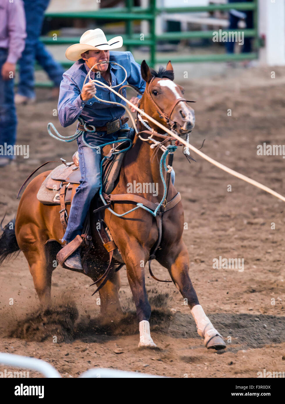 Rodeo cowgirl on horseback competing in calf roping, or tie-down roping ...