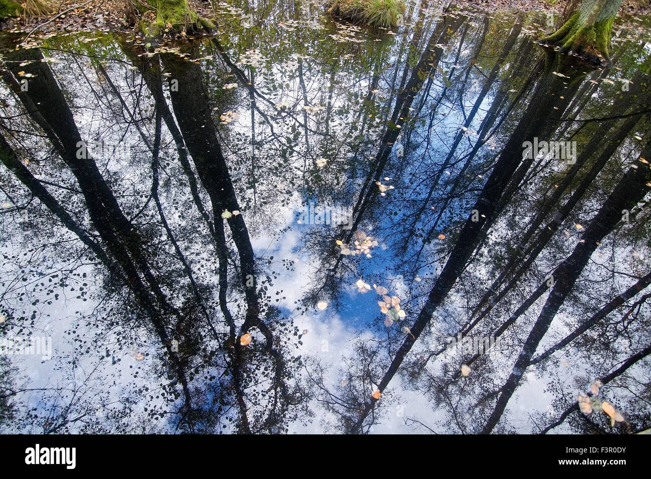 Tree and sky reflection in water in the forest, nature landscape in ...