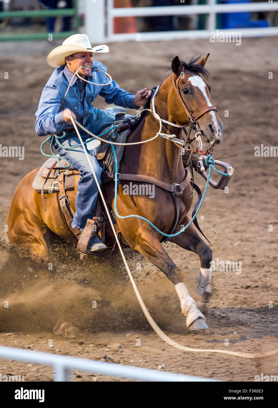 Rodeo cowgirl on horseback competing in calf roping, or tie-down roping ...