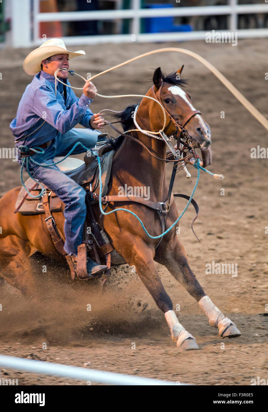 Rodeo cowgirl on horseback competing in calf roping, or tie-down roping ...