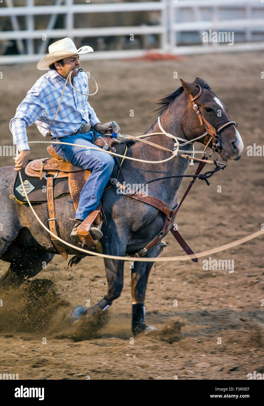 Rodeo cowgirl on horseback competing in calf roping, or tie-down roping ...