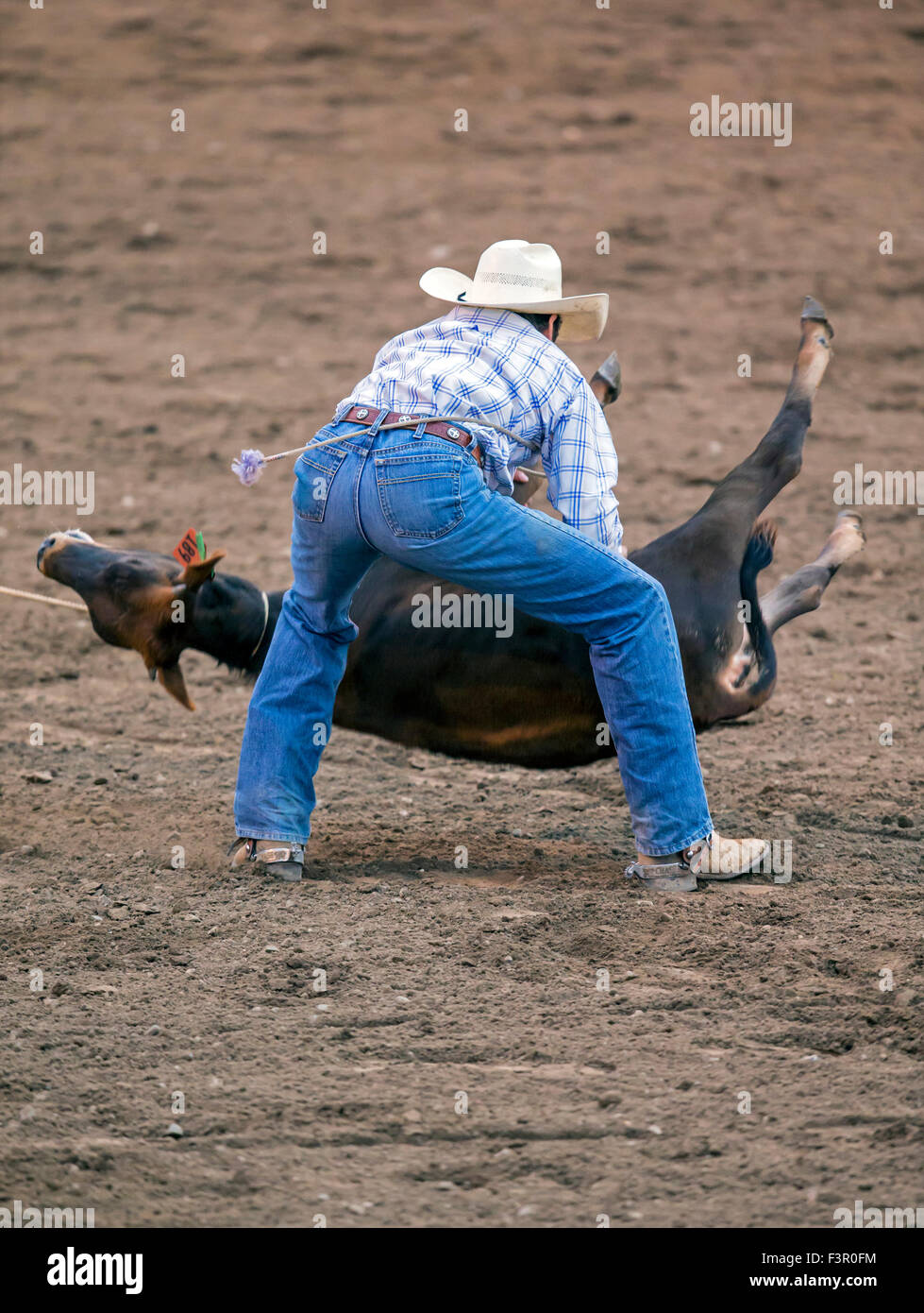 Rodeo cowgirl on horseback competing in calf roping, or tie-down roping ...