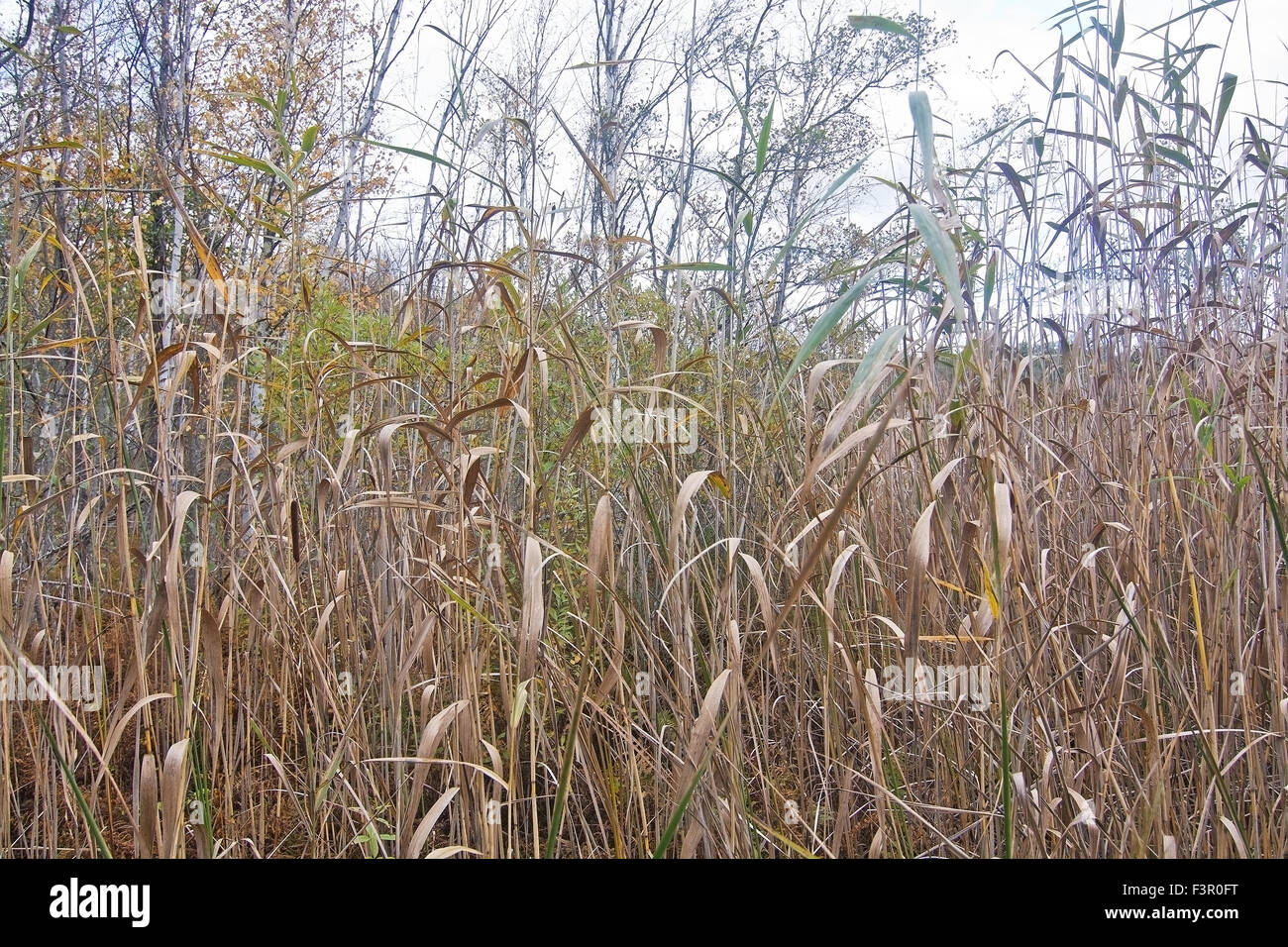 Edge of lake october hi-res stock photography and images - Alamy