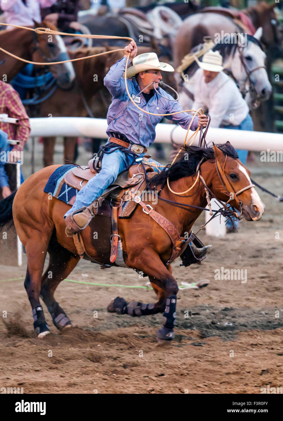 Rodeo cowgirl on horseback competing in calf roping, or tie-down roping ...