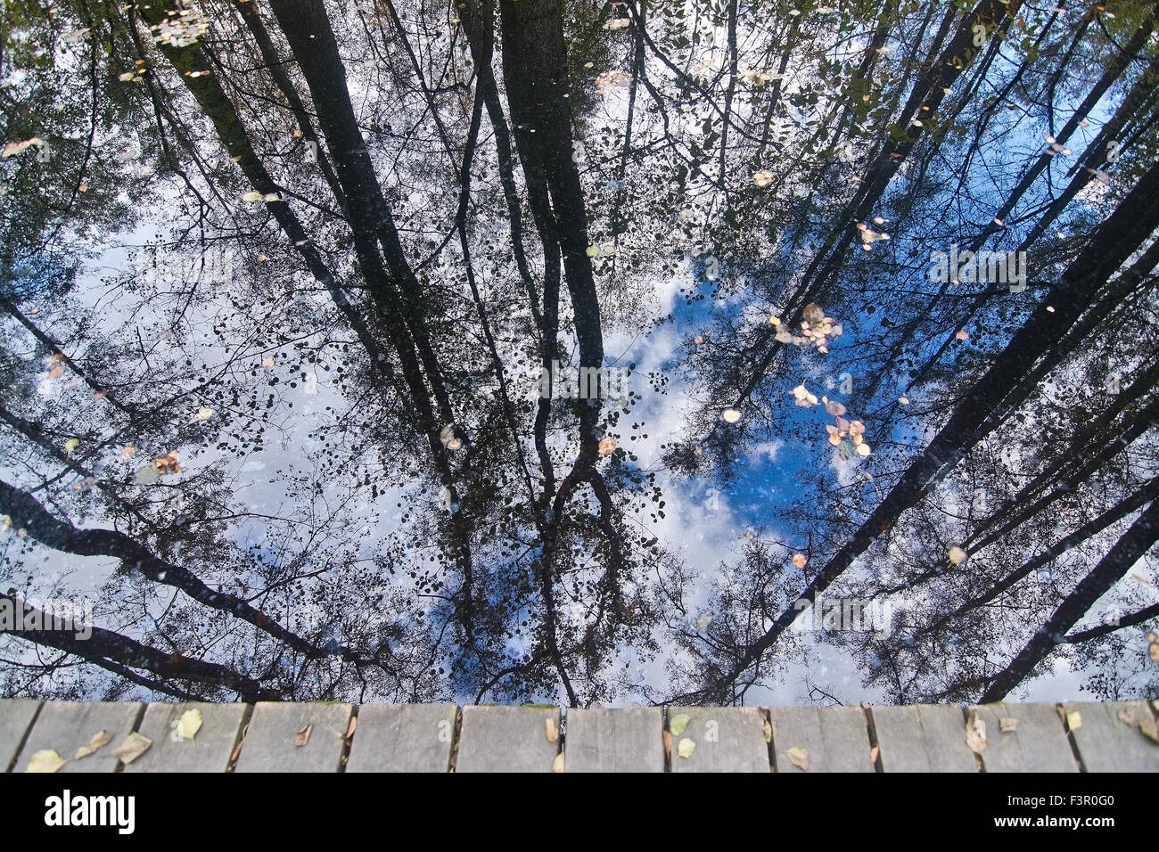 Tree and sky reflection in water in the forest, nature landscape in ...