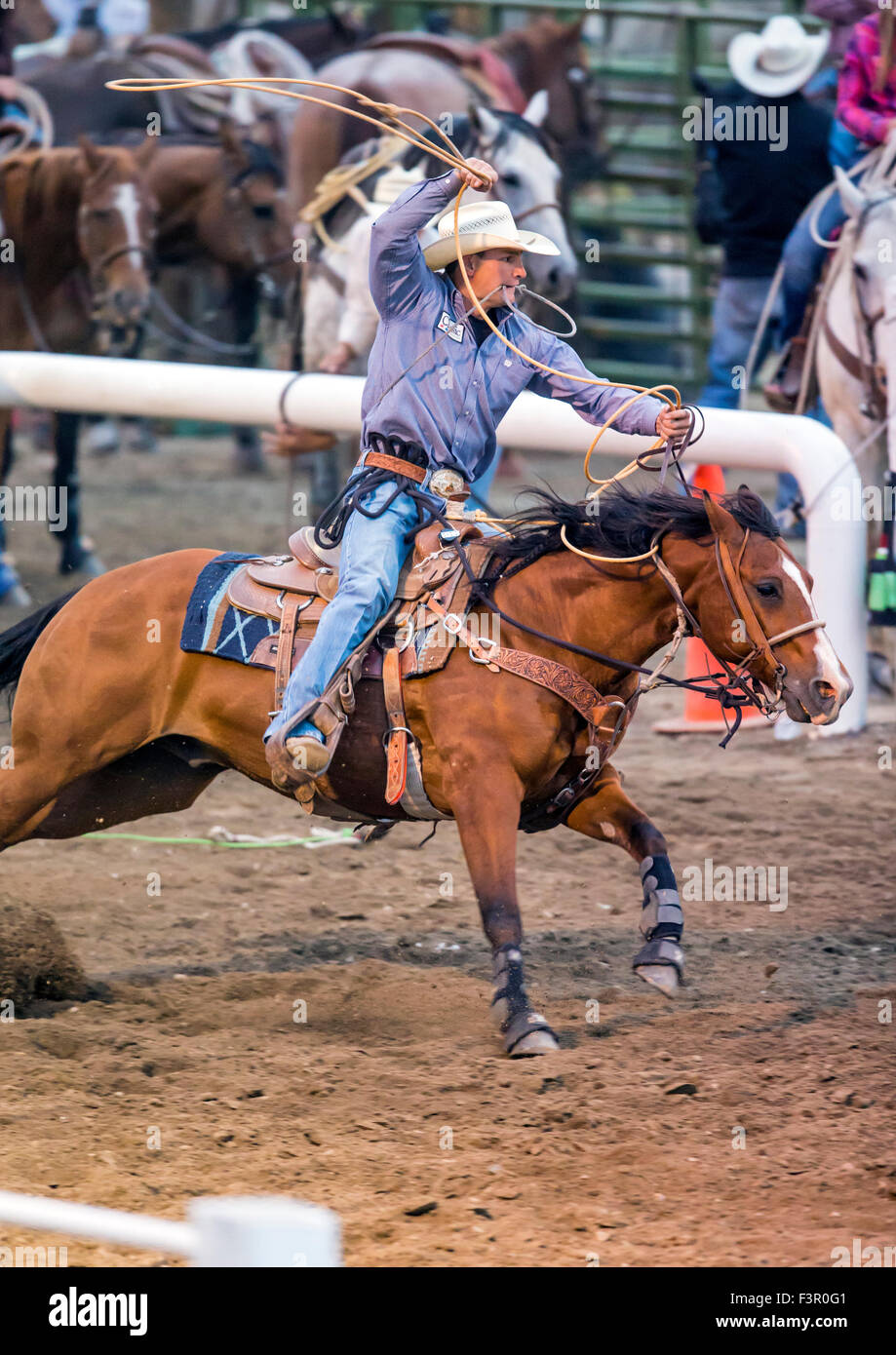 Rodeo cowgirl on horseback competing in calf roping, or tie-down roping ...