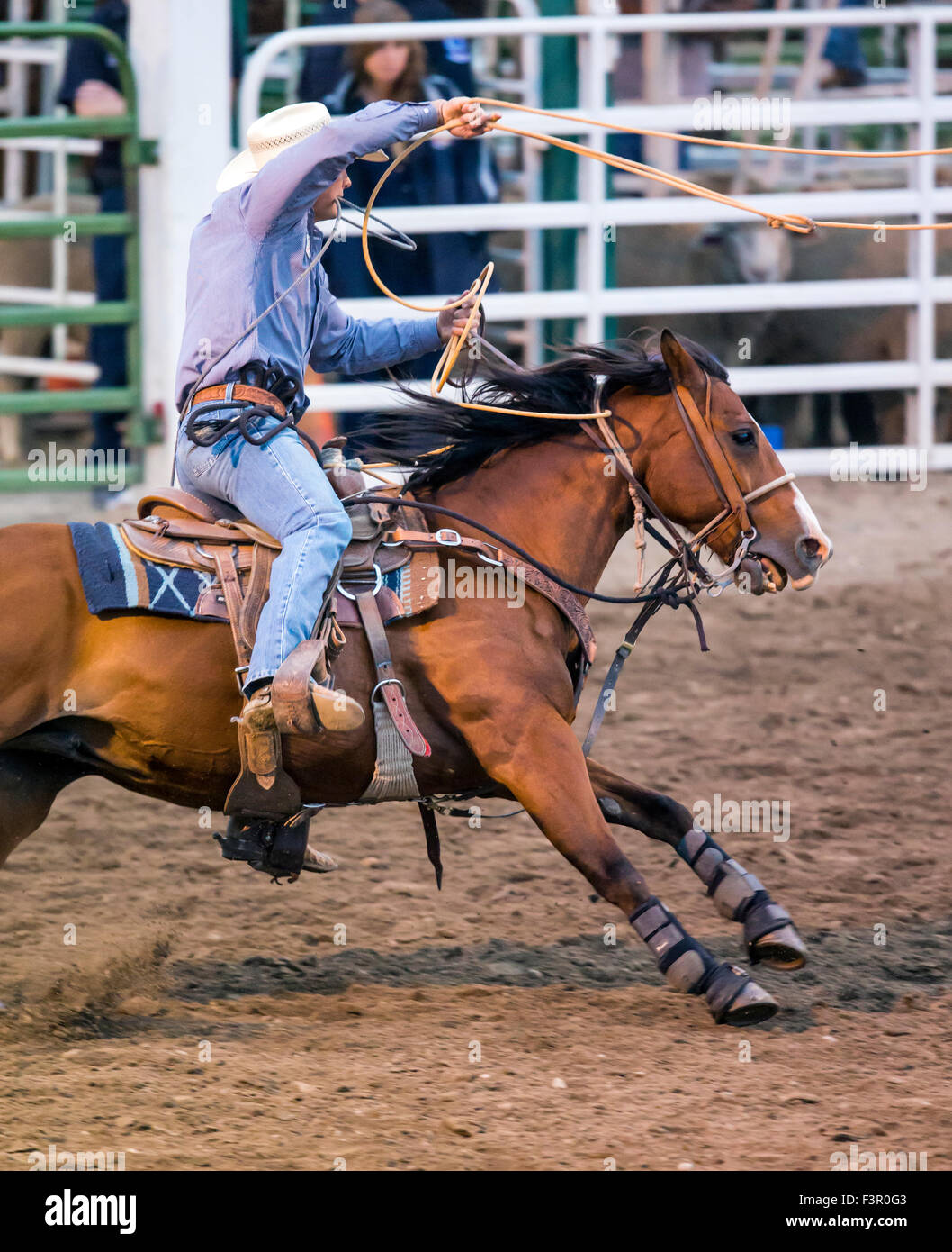 Rodeo cowgirl on horseback competing in calf roping, or tie-down roping ...