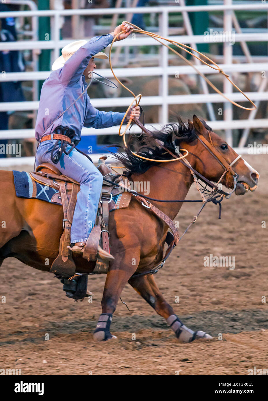 Rodeo cowgirl on horseback competing in calf roping, or tie-down roping ...