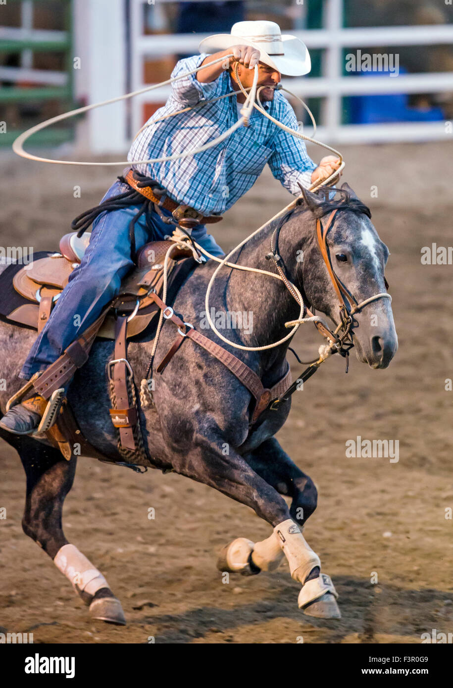 Rodeo cowgirl on horseback competing in calf roping, or tie-down roping ...