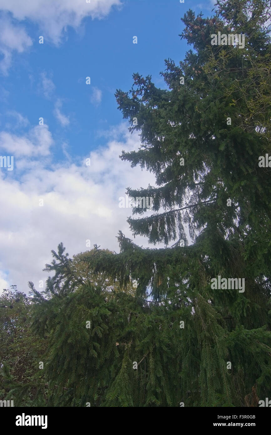 Old spruce tree hi-res stock photography and images - Alamy