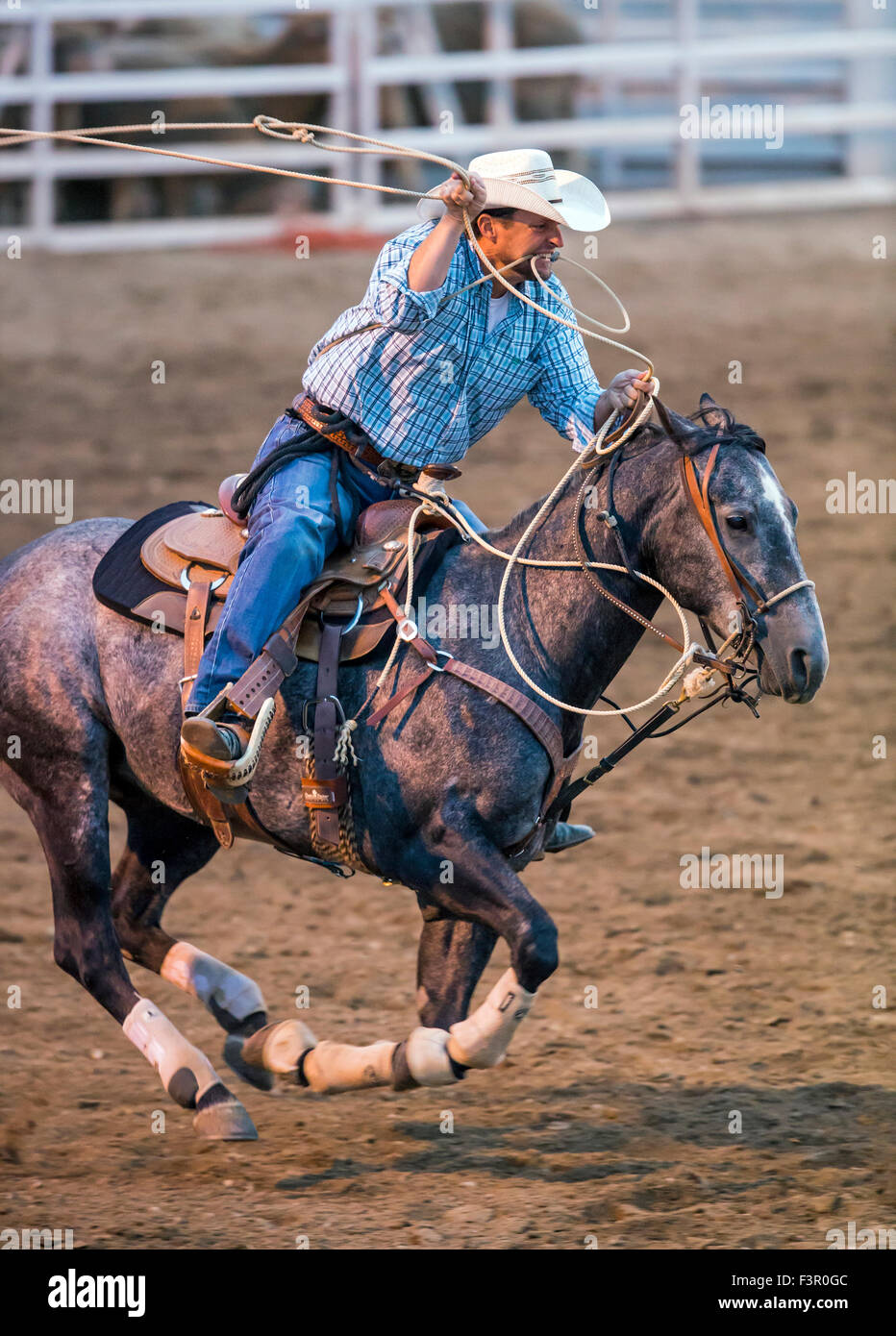 Rodeo cowgirl on horseback competing in calf roping, or tie-down roping ...