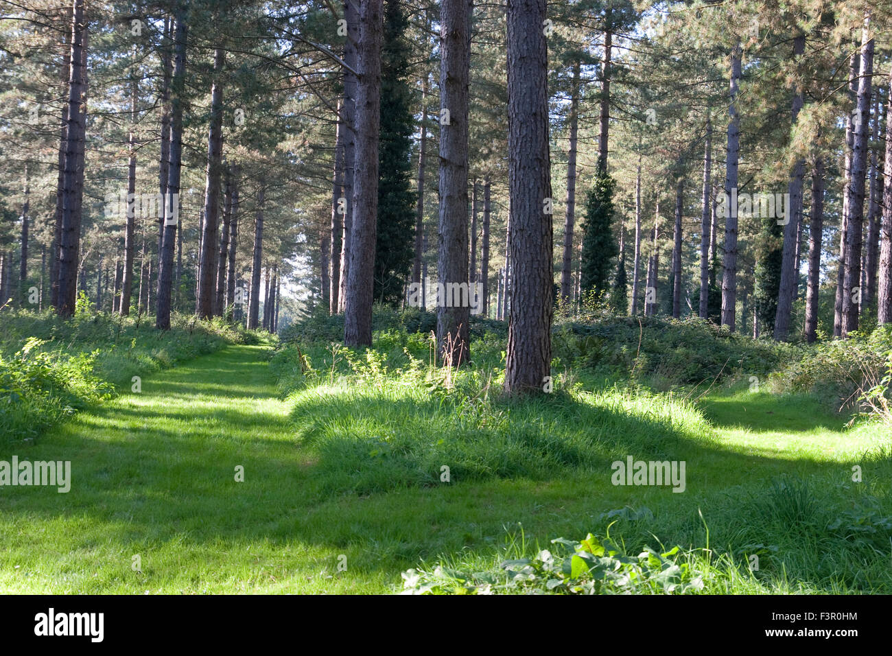 Two paths fork forest hi-res stock photography and images - Alamy