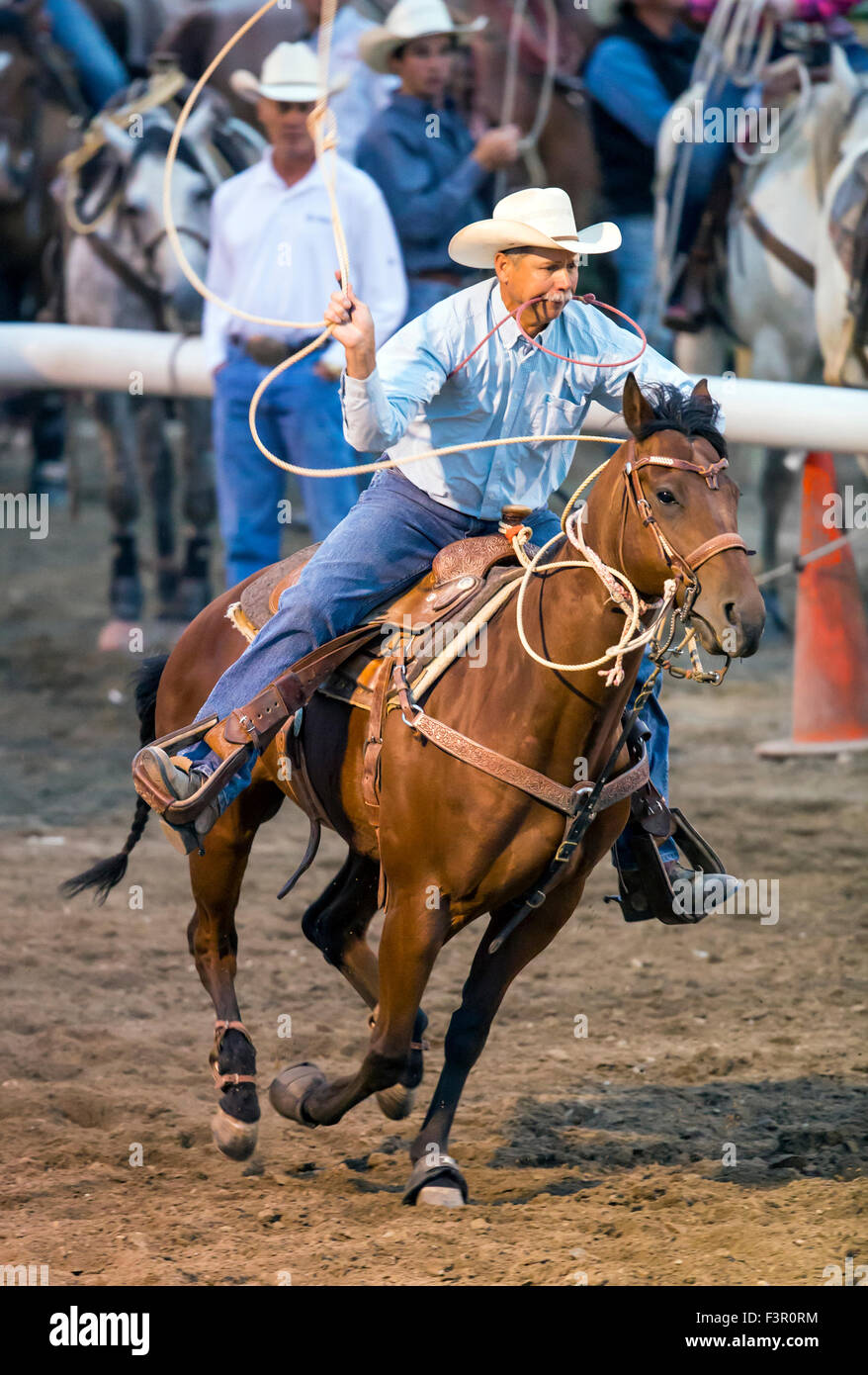 Rodeo cowgirl on horseback competing in calf roping, or tie-down roping ...