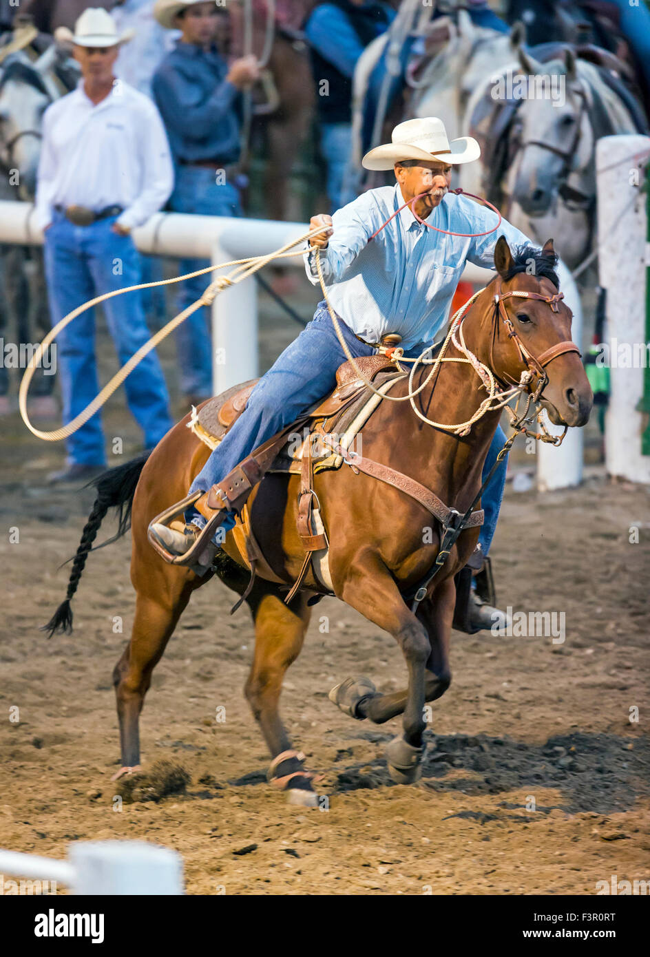 Rodeo cowgirl on horseback competing in calf roping, or tie-down roping ...