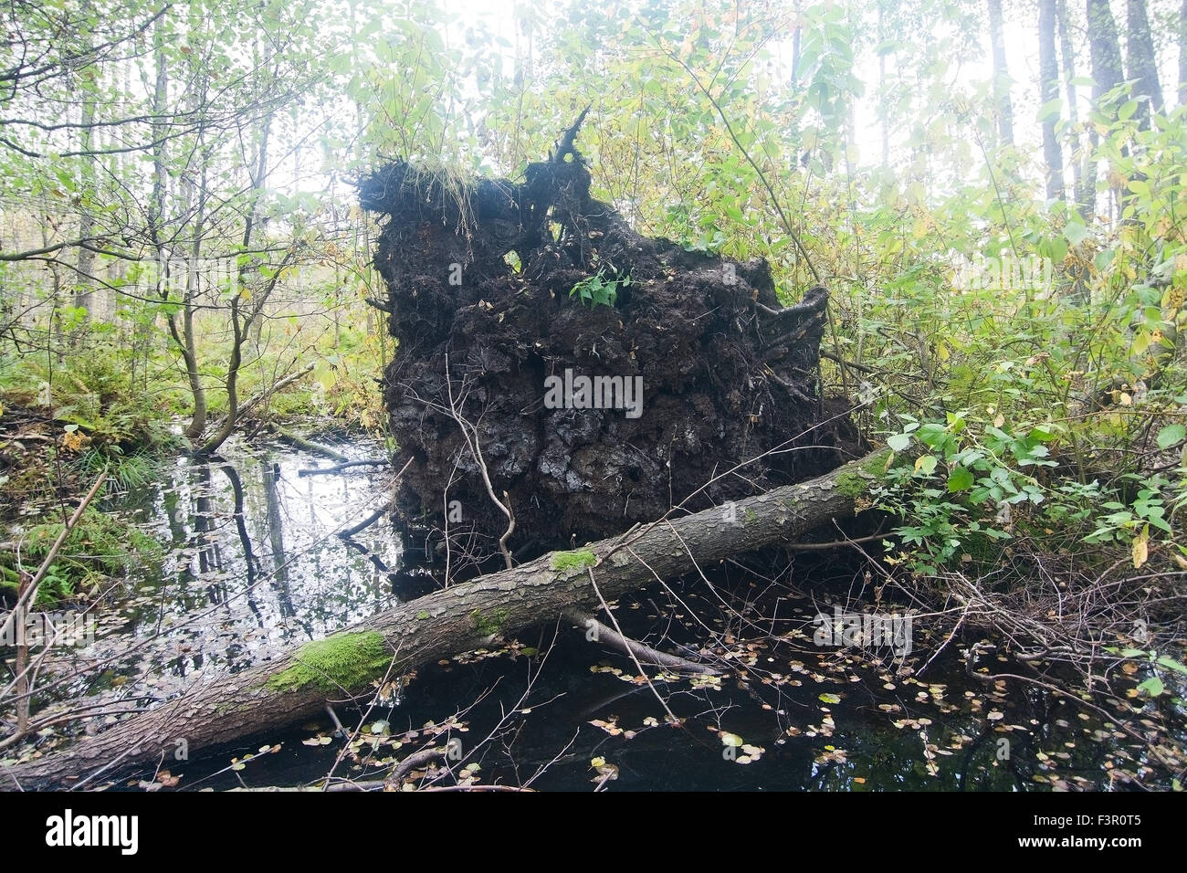 Uprooted tree forest detail, Stockholm, Sweden in October Stock Photo ...
