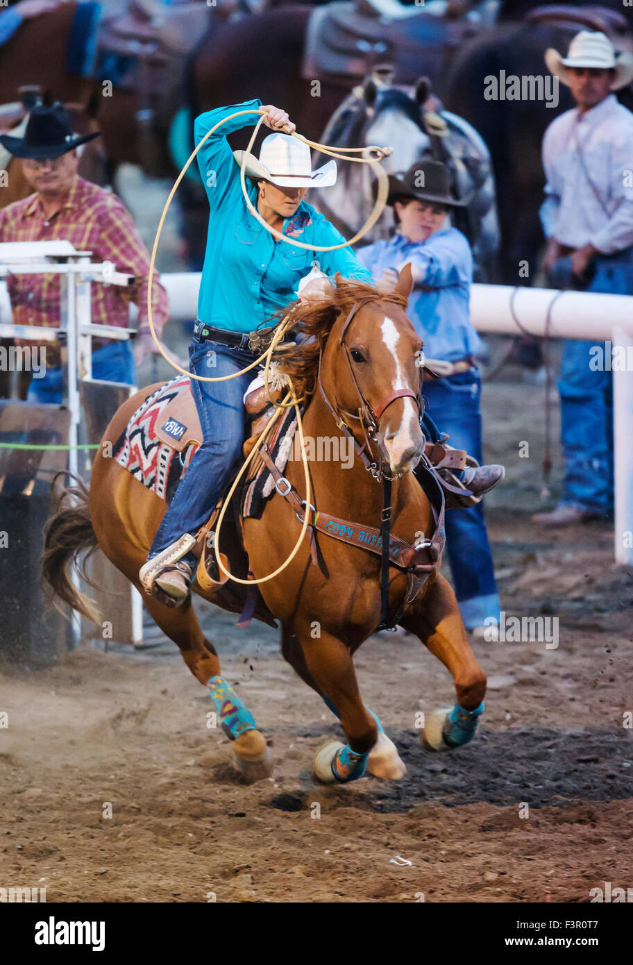 Rodeo cowgirl on horseback competing in calf roping, or tie-down roping ...