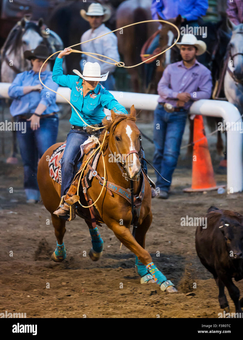 Rodeo cowgirl on horseback competing in calf roping, or tie-down roping ...