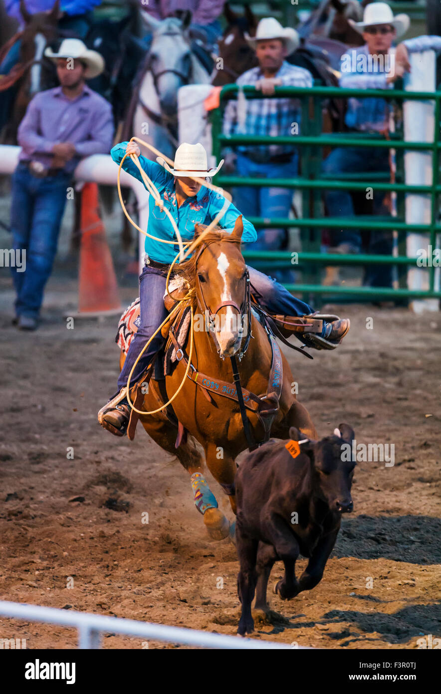 Rodeo cowgirl on horseback competing in calf roping, or tie-down roping ...