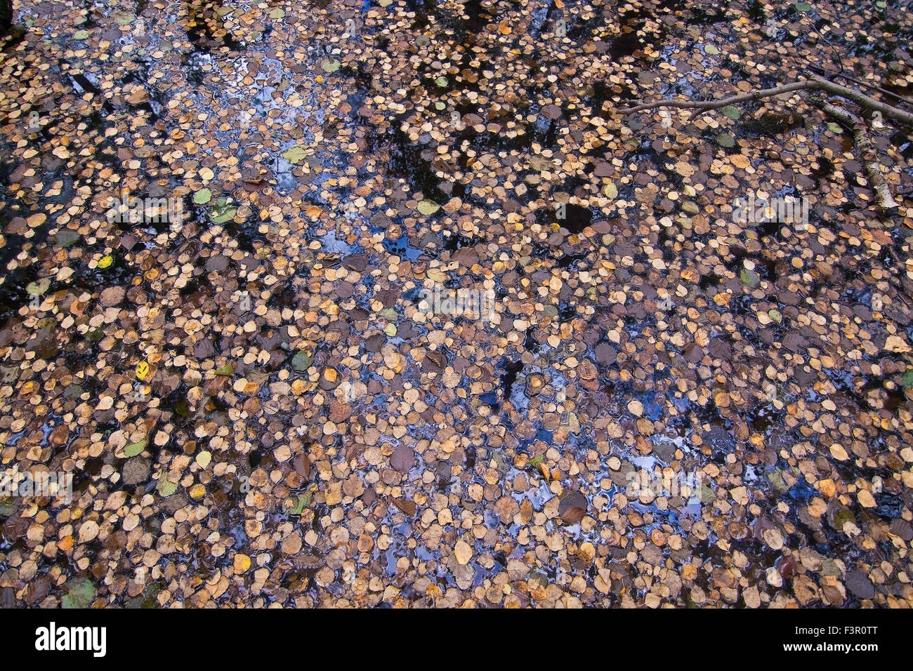 Autumn leaves on water surface pattern, forest detail background ...