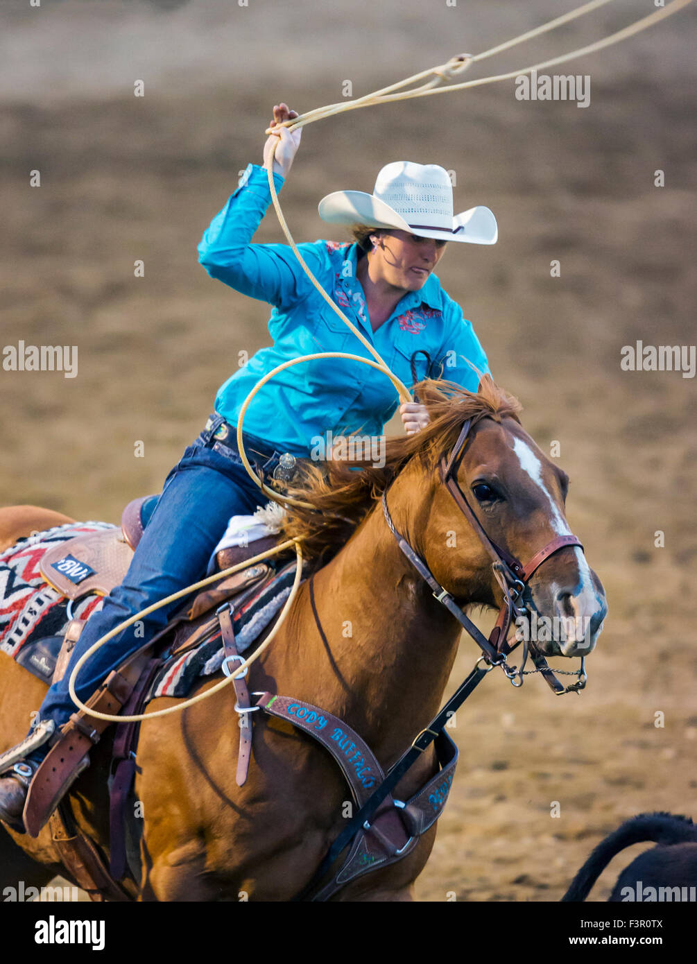 Rodeo cowgirl on horseback competing in calf roping, or tie-down roping ...