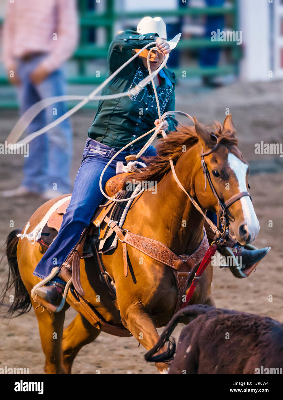 Rodeo cowgirl on horseback competing in calf roping, or tie-down roping ...