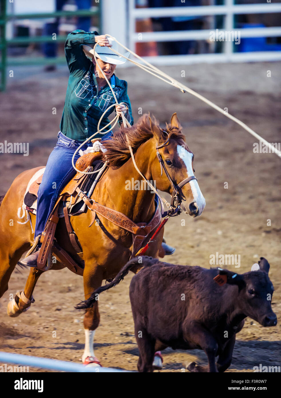 Rodeo cowgirl on horseback competing in calf roping, or tie-down roping ...