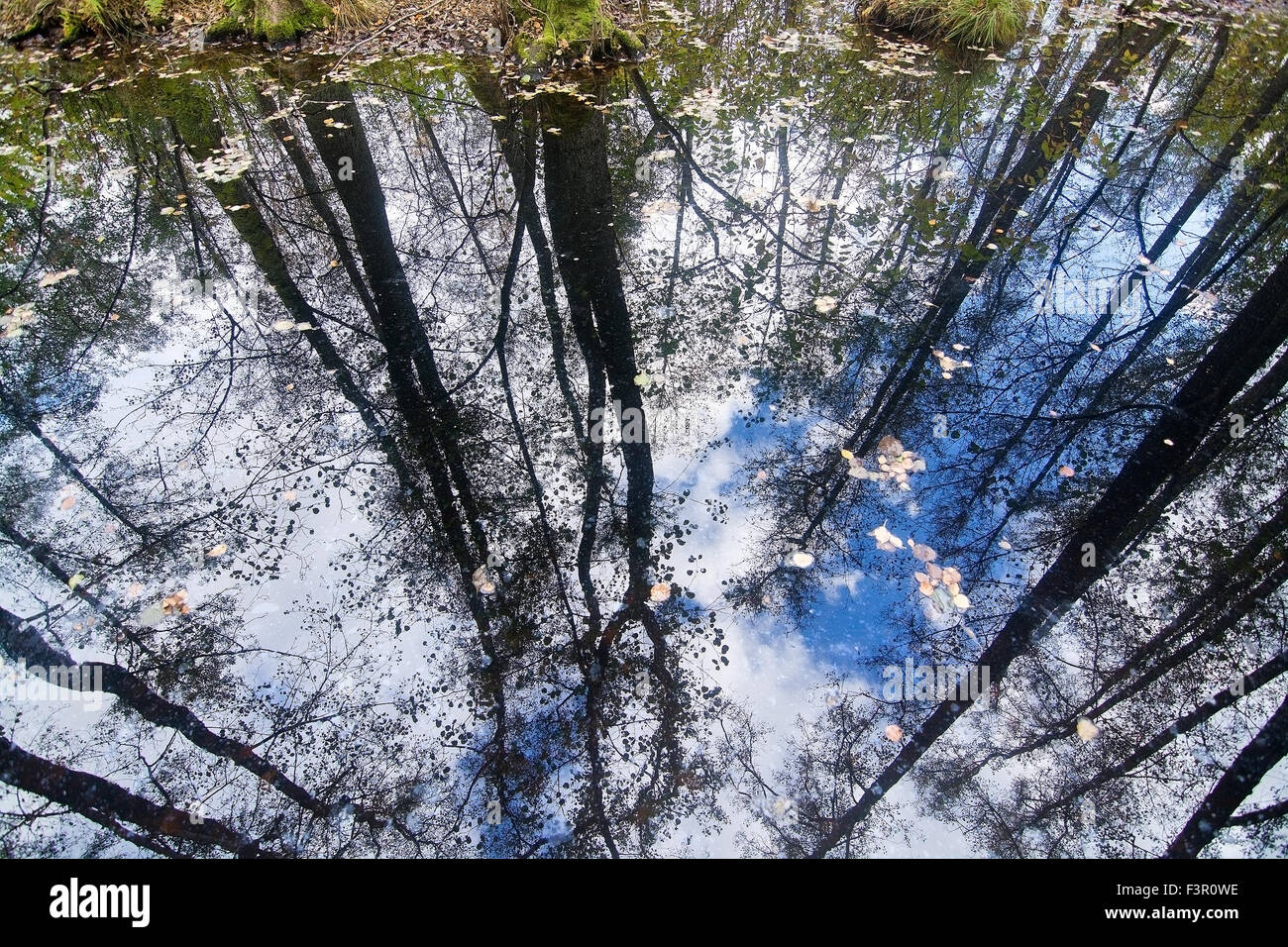 Tree and sky reflection in water in the forest, nature landscape in ...