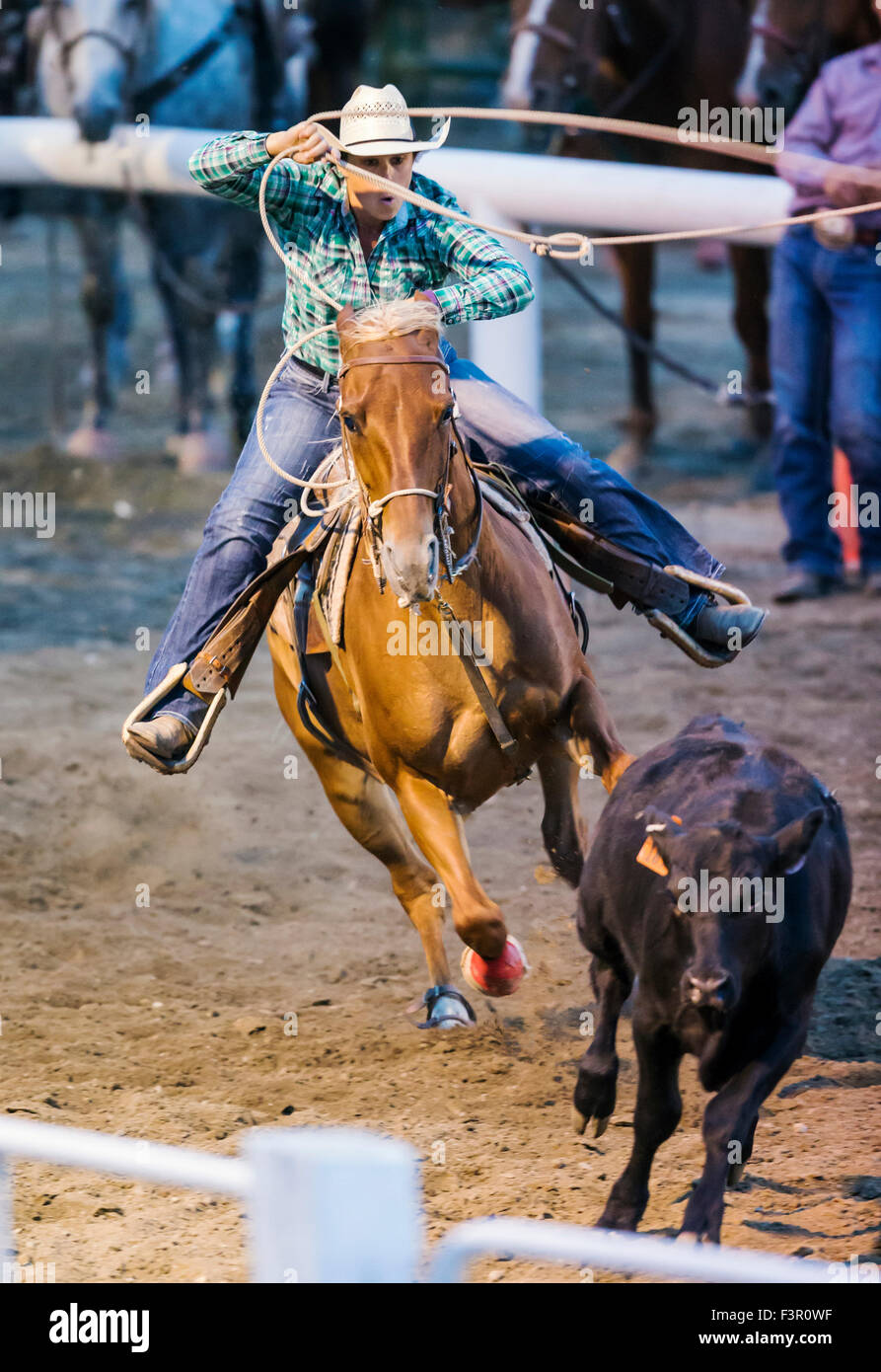 Rodeo cowgirl on horseback competing in calf roping, or tie-down roping ...