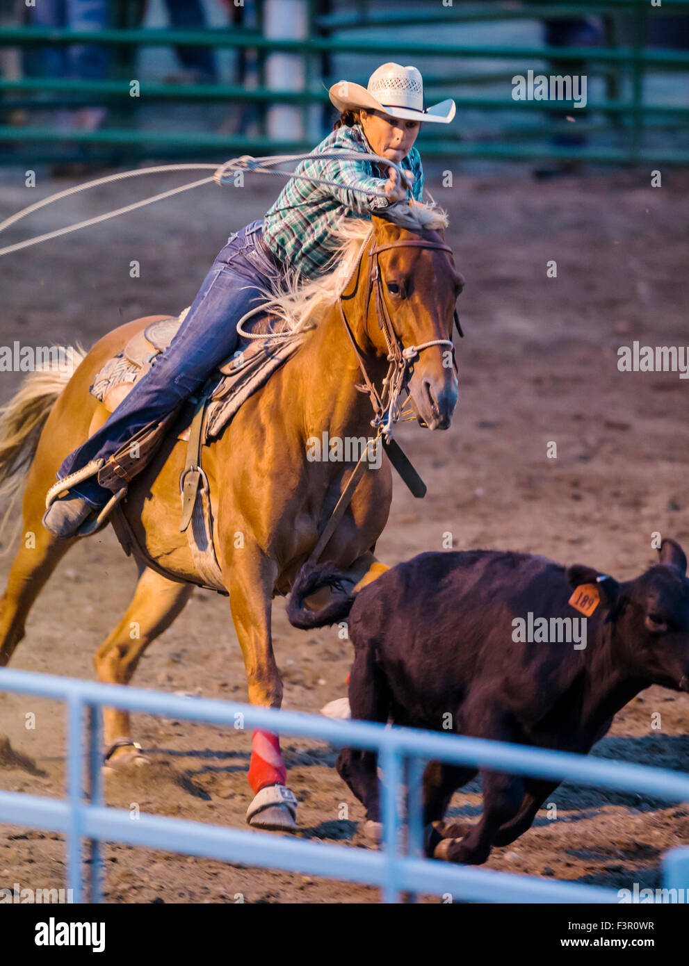 Rodeo cowgirl on horseback competing in calf roping, or tie-down roping ...