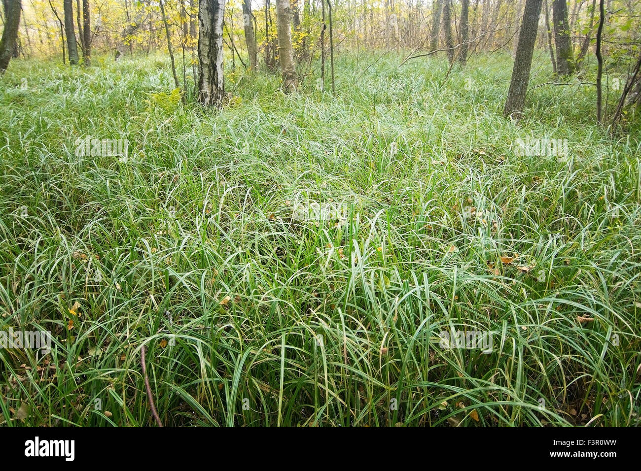 Green natural grass in forest meadow, Stockholm, Sweden in October ...