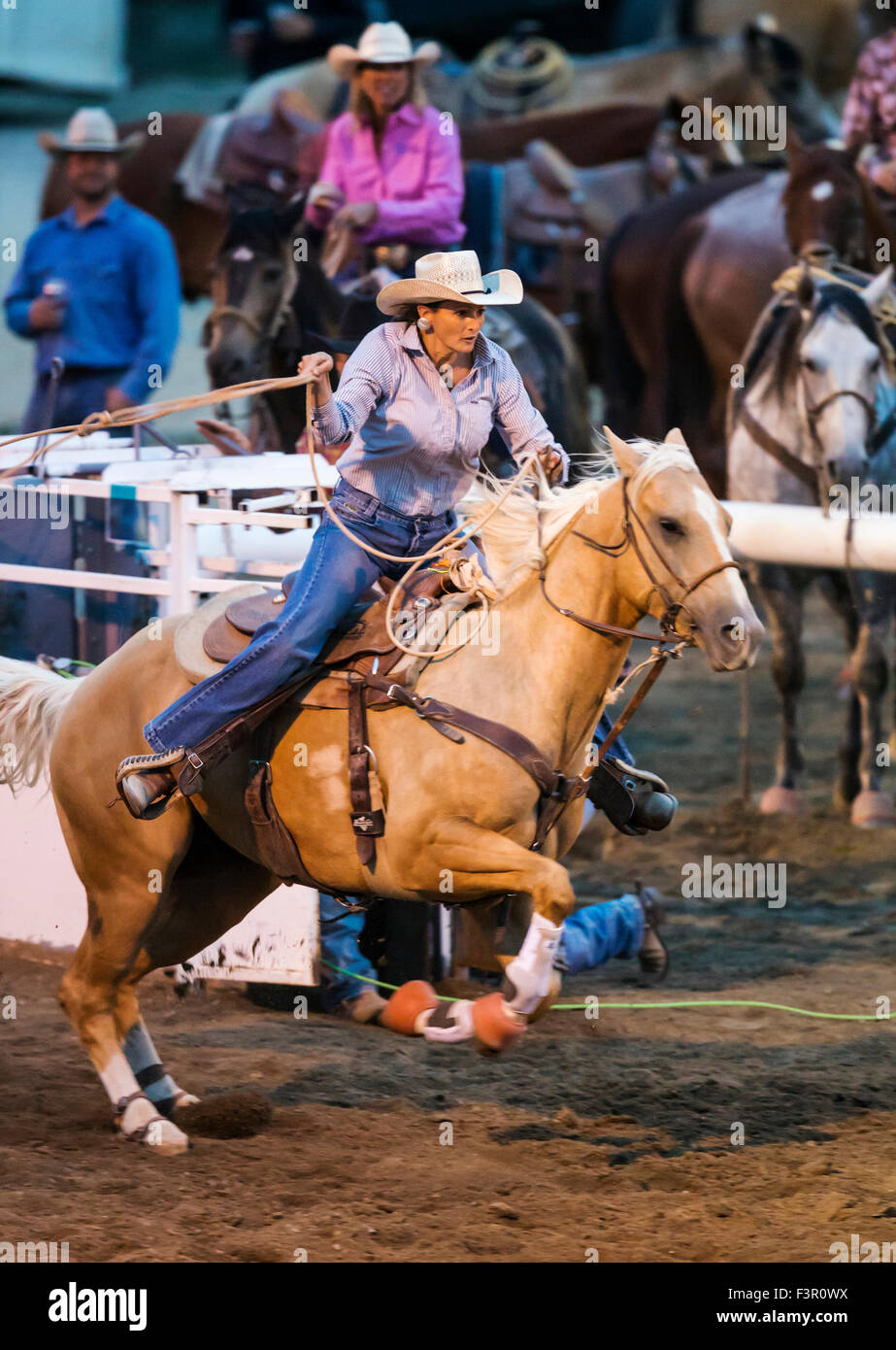 Rodeo cowgirl on horseback competing in calf roping, or tie-down roping ...