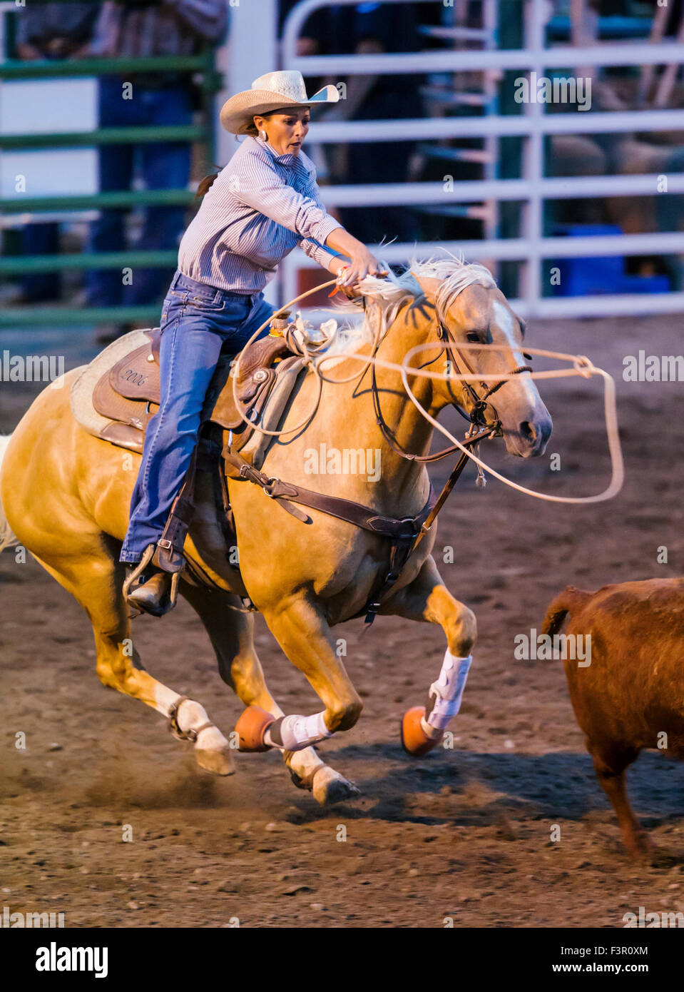 Rodeo cowgirl on horseback competing in calf roping, or tie-down roping ...