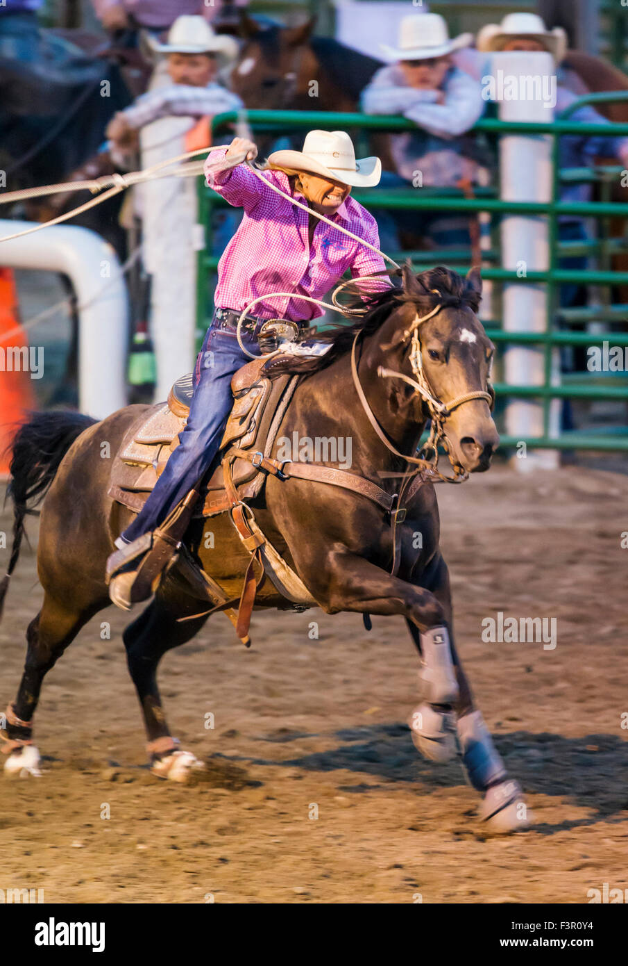 Rodeo cowgirl on horseback competing in calf roping, or tie-down roping ...