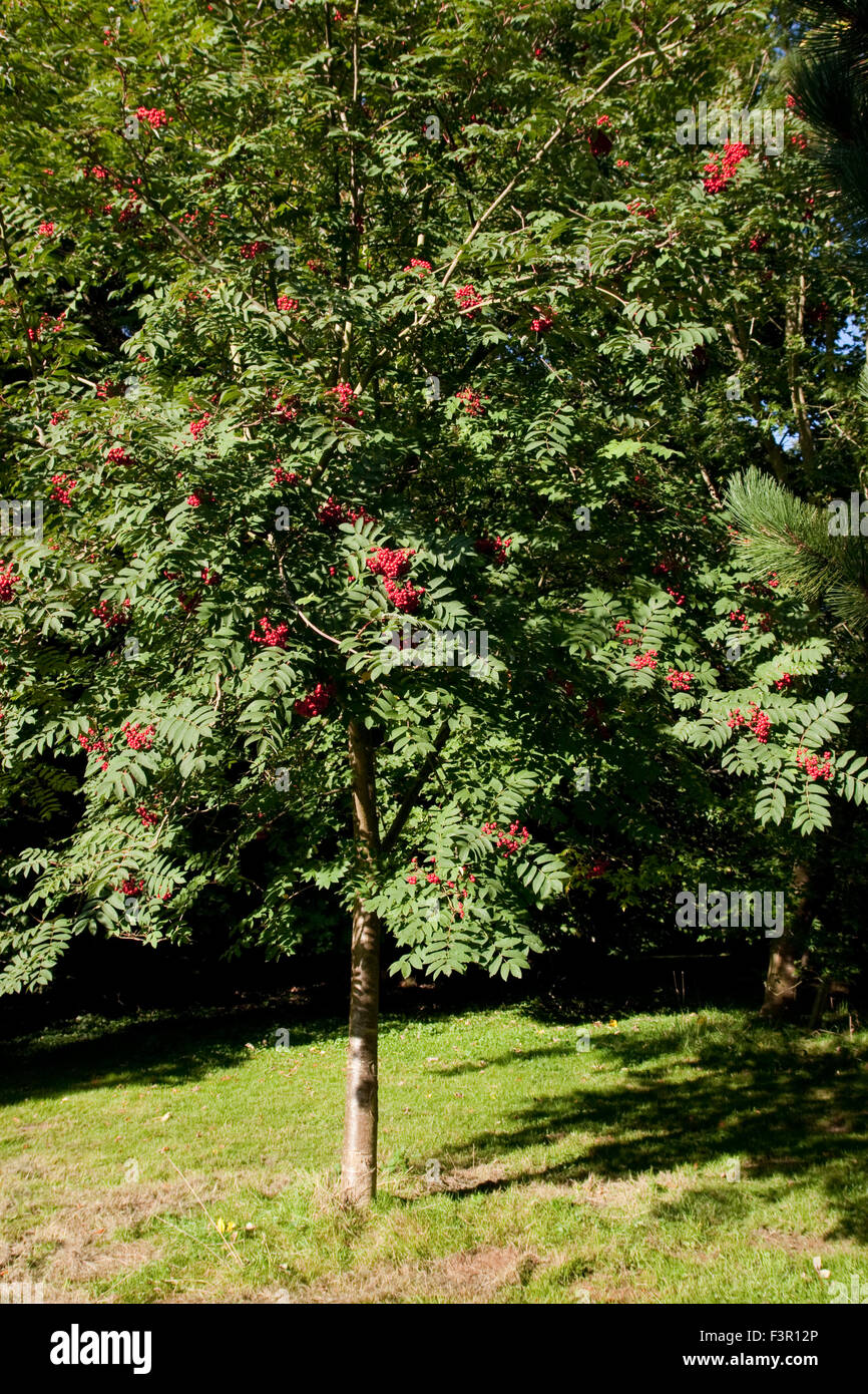 Rowan tree in autumn Stock Photo - Alamy